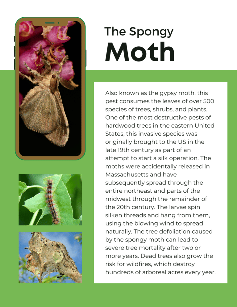 The Spongy Moth - Tree Keepers®
